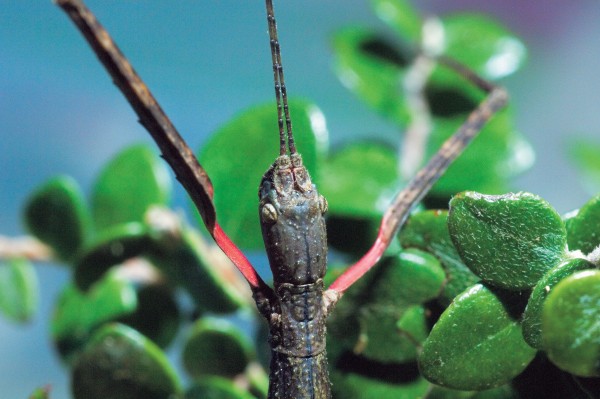 Stick Insects | New Zealand Geographic