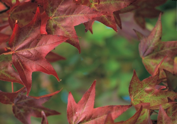 The colour red | New Zealand Geographic