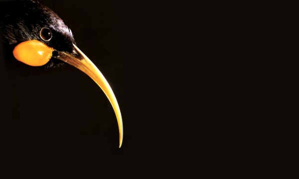 Huia, the sacred bird | New Zealand Geographic