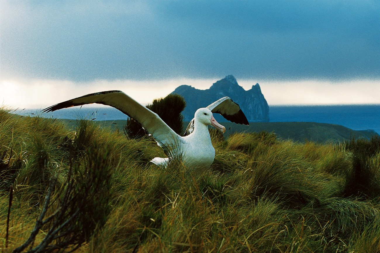 Apr 4: The mighty albatross | New Zealand Geographic