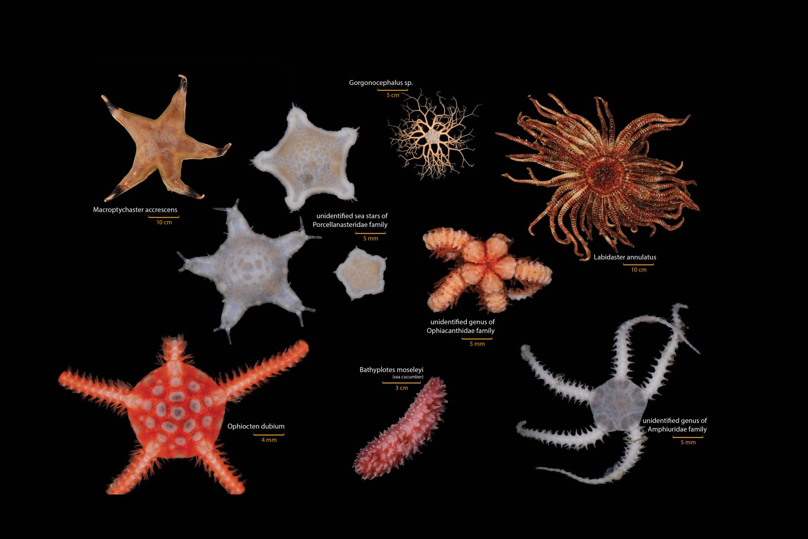 Aliens | New Zealand Geographic