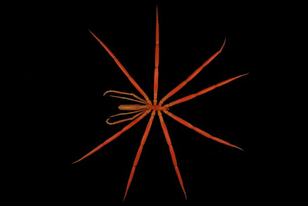 Aliens | New Zealand Geographic