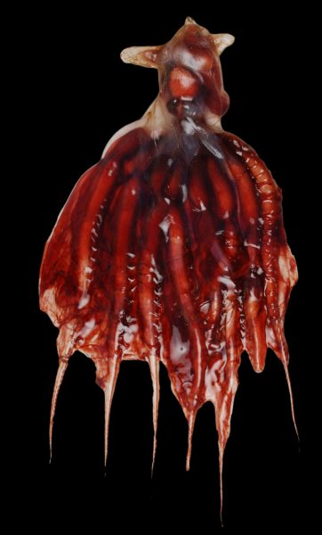 Aliens | New Zealand Geographic