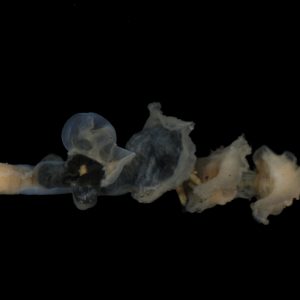 Aliens | New Zealand Geographic