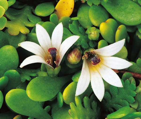 Turf War | New Zealand Geographic