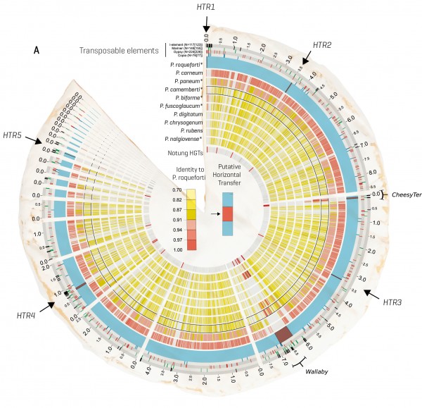 Cheese buffs trapped | New Zealand Geographic