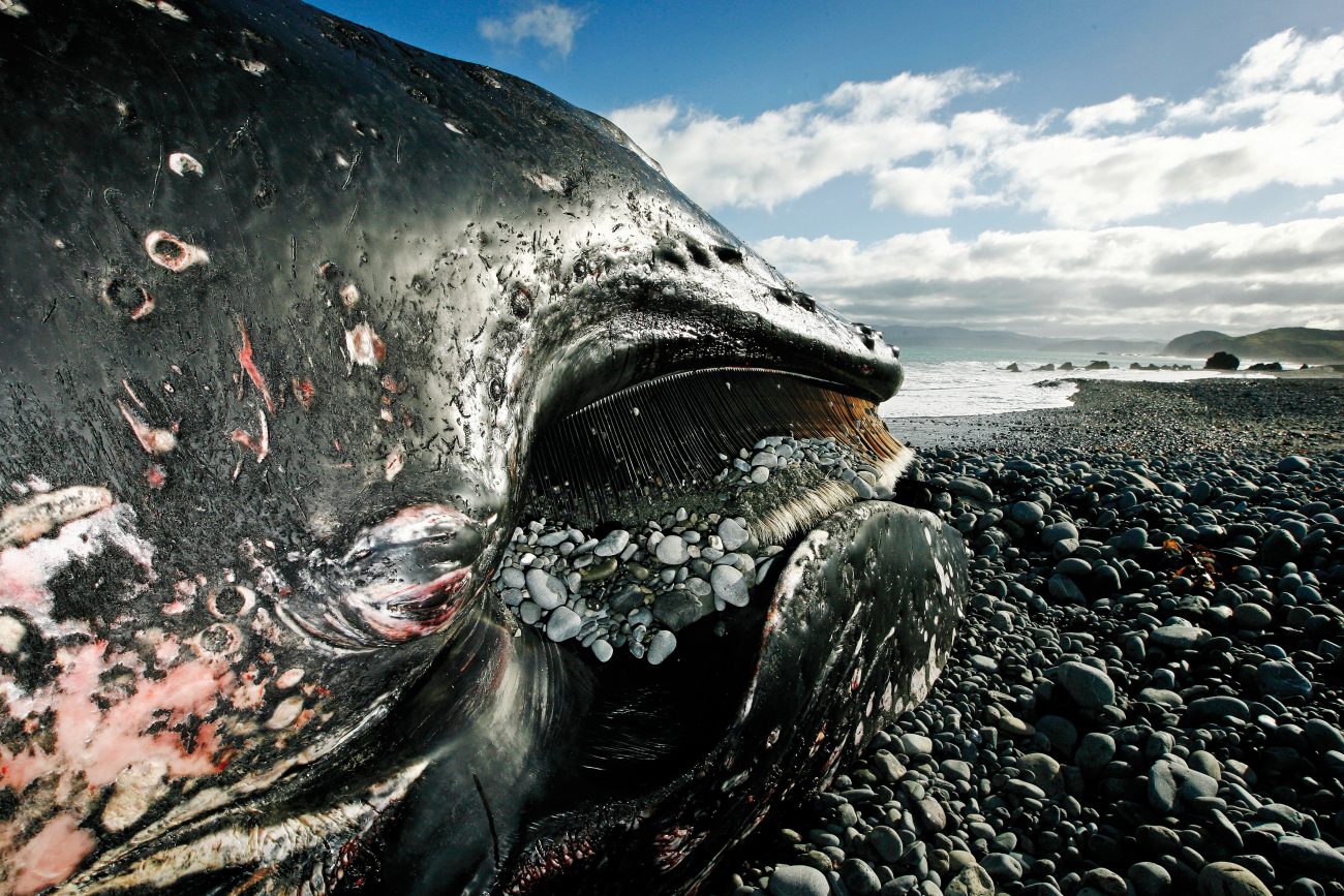 Photographer of the Year 2012 | New Zealand Geographic