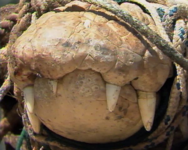 Mutation – The Science of Survival | New Zealand Geographic