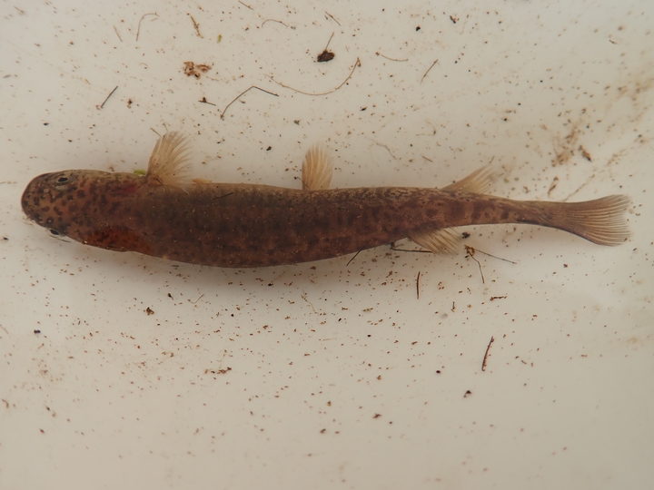 Critter of the Week: Teviot flathead galaxias | New Zealand Geographic