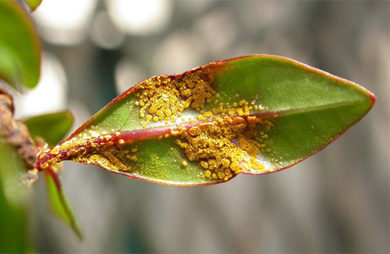 Myrtle rust discovered in Palmerston North | New Zealand Geographic