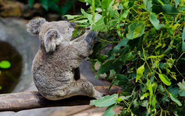 Koala genome project reveals secrets | New Zealand Geographic