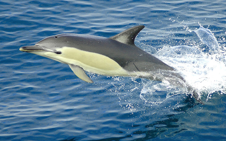 Scientists devise new way to count dolphins | New Zealand Geographic