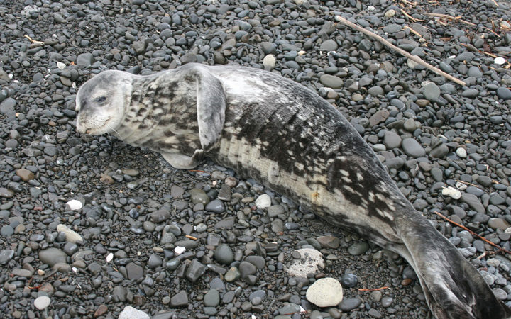Left Weddell Seal