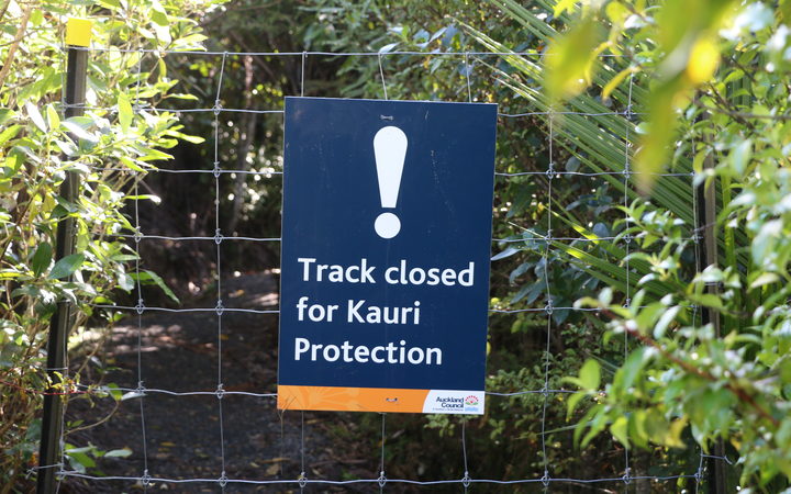 DOC shuts 21 tracks over kauri dieback spread risk | New Zealand Geographic