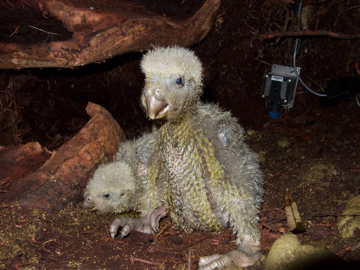 Fat happy kākāpō chicks | New Zealand Geographic