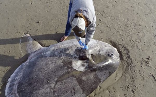 Rare sea creature washes ashore in Southern California | New Zealand ...