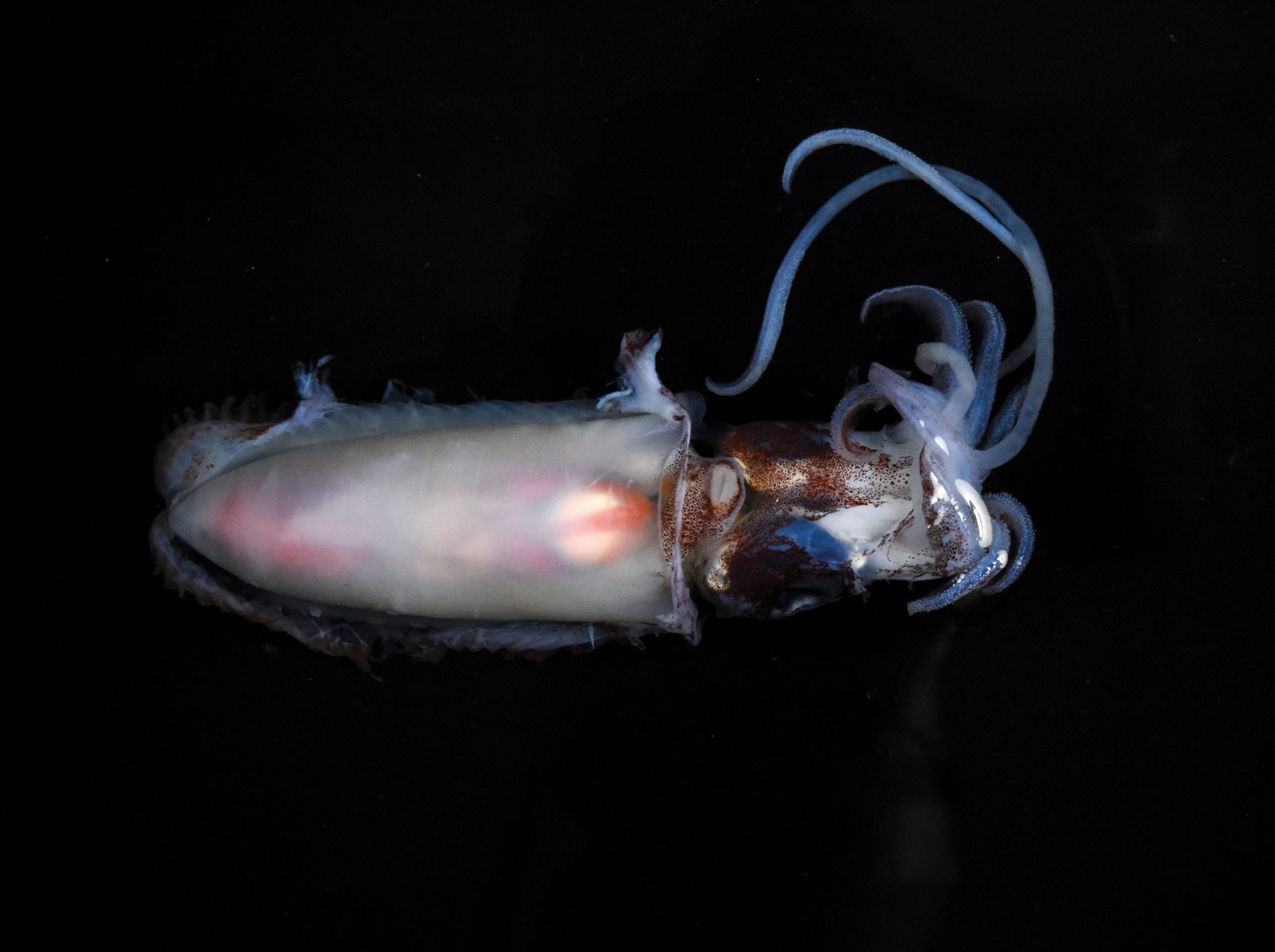 New squid on the block | New Zealand Geographic