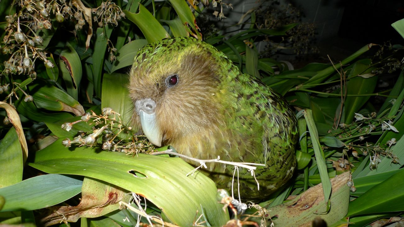 2019 kakapo breeding season a record-breaker | New Zealand Geographic