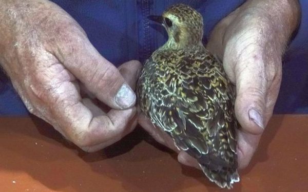 Tracked kuriri lands in Japan | New Zealand Geographic
