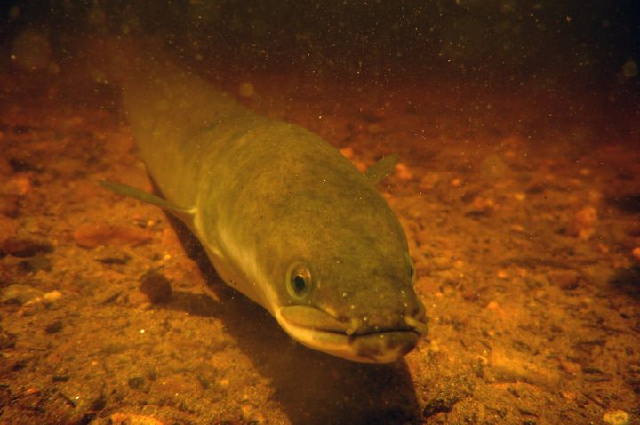 Eels being mashed by hydrodam turbines en route to spawn | New Zealand ...