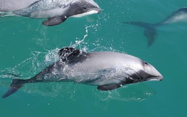 NIWA scientist defends linking dolphin deaths to cats | New Zealand ...