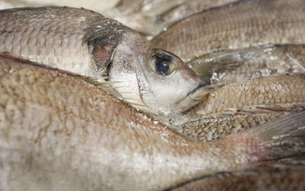 Concerns Tarakihi may soon be fished out | New Zealand Geographic