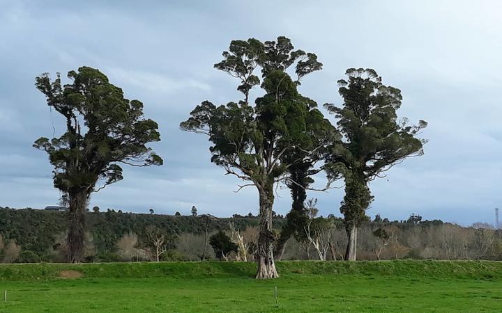 Rātā trees thought to be 300-years-old bowled for new stop bank | New ...