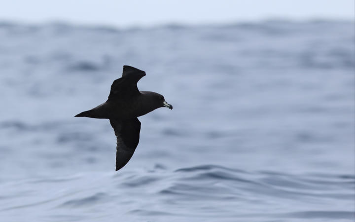 'There's too many dying': Westland Petrels dazed by LED street lamps ...