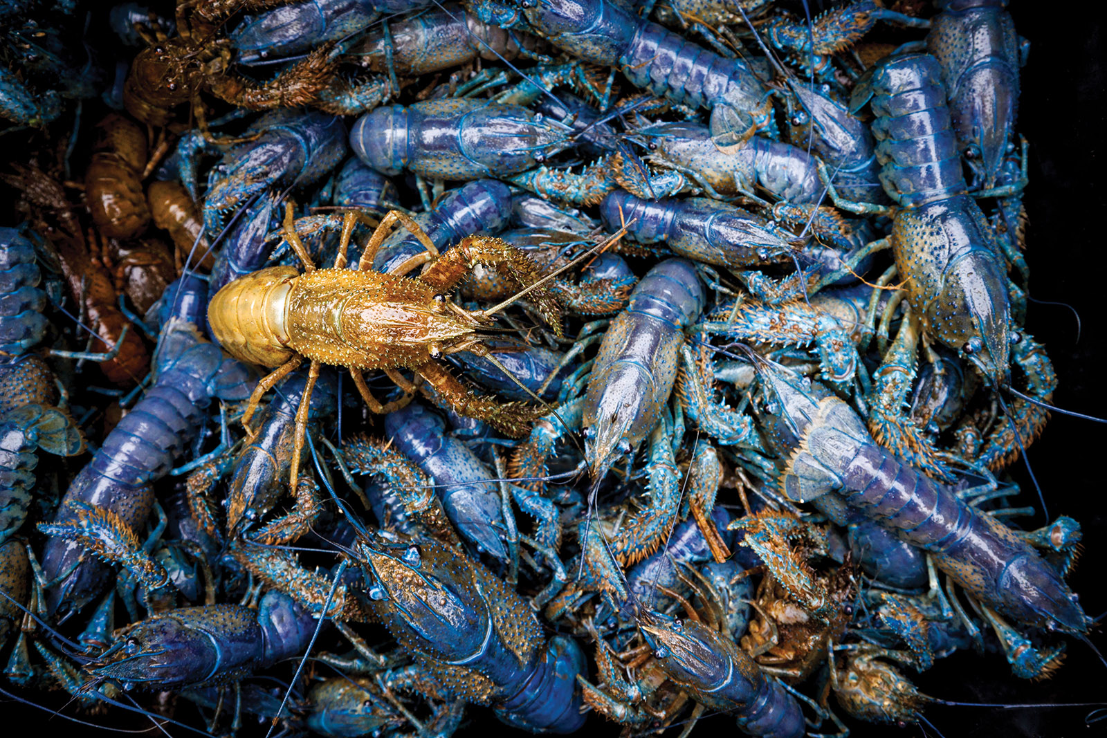 New Zealand Geographic