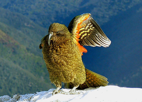 Curiosity is killing the kea | New Zealand Geographic