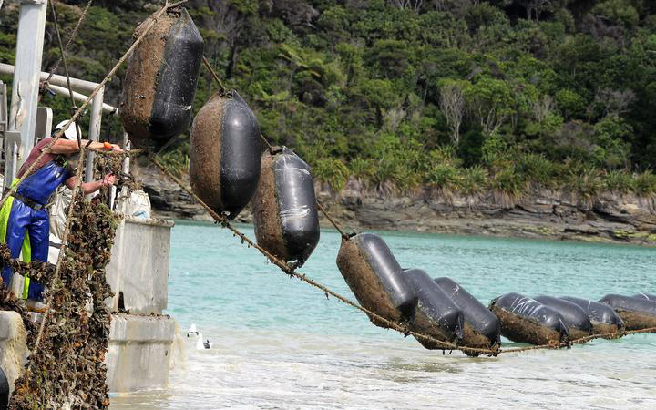 Auckland mussel farm faces local opposition | New Zealand Geographic