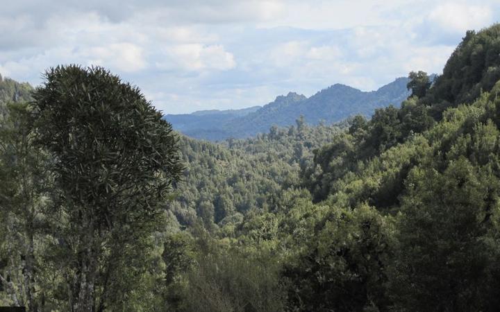 DOC fed up with Pureora Forest vandalism thwarting volunteer efforts ...