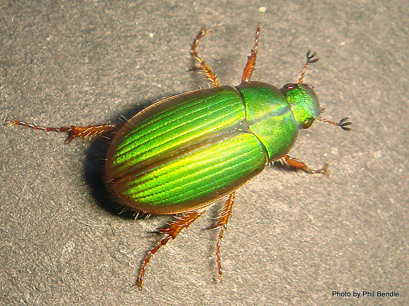 Critter of the Week: Mānuka chafer beetle | New Zealand Geographic