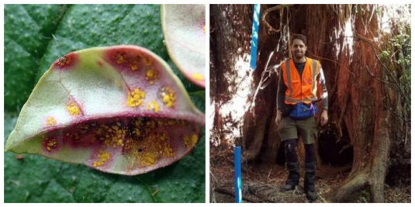 Researching refuges to protect myrtle trees from rust disease | New ...