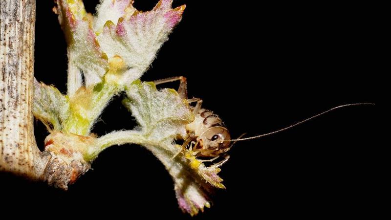 Wētā feasting on Marlborough Grape vines | New Zealand Geographic