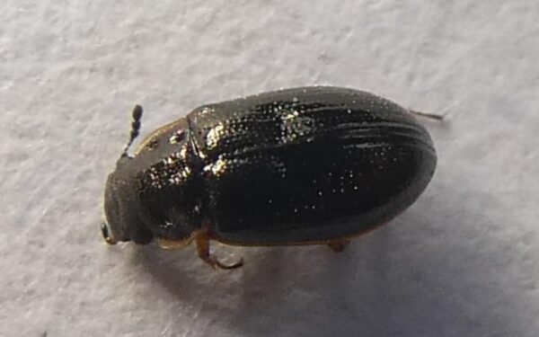 Critter of the Week: The Reefton Water Beetle | New Zealand Geographic