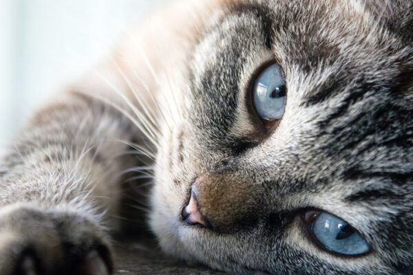 Catty behaviour: Tips for managing your feline | New Zealand Geographic