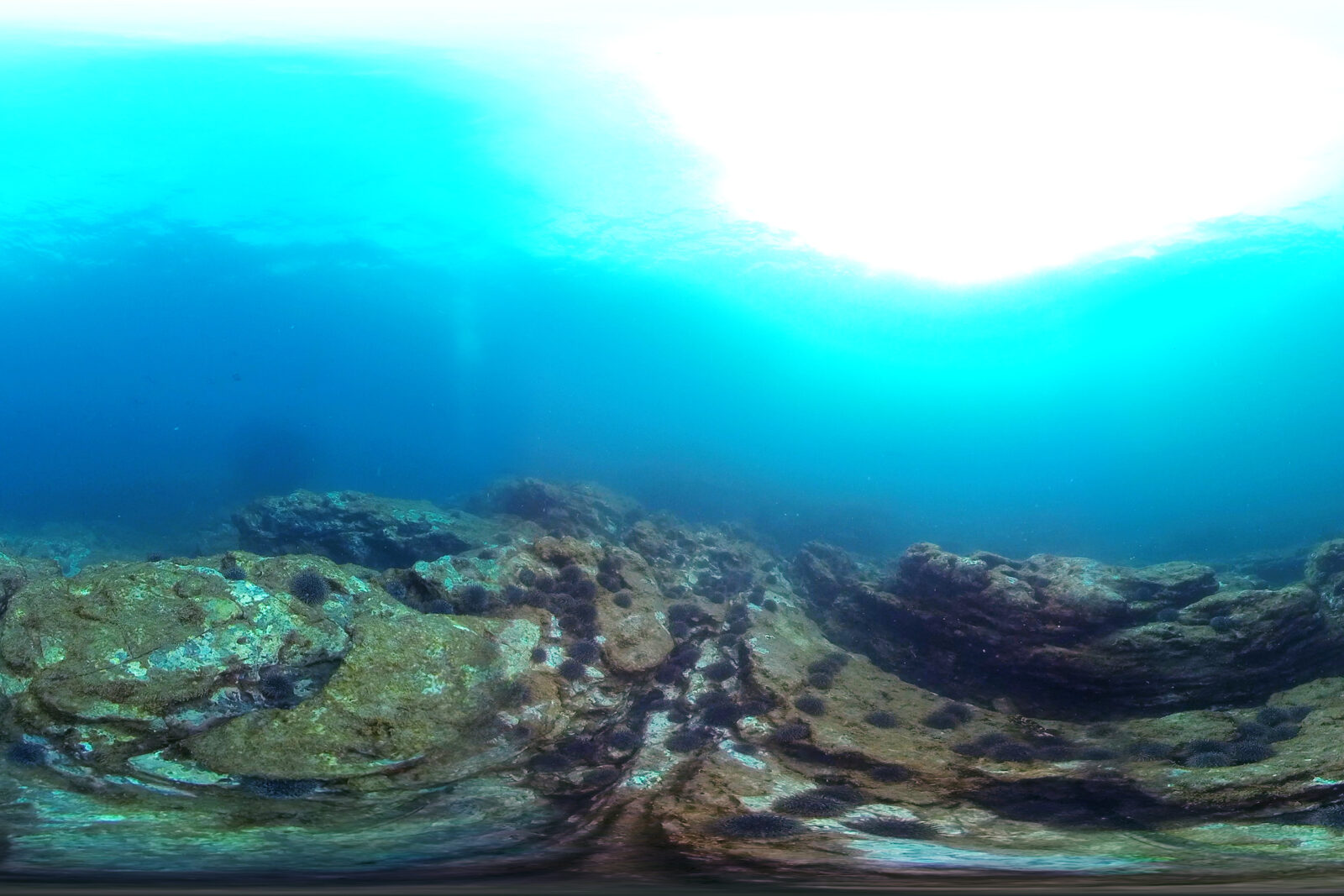 Guardians of the gulf | New Zealand Geographic