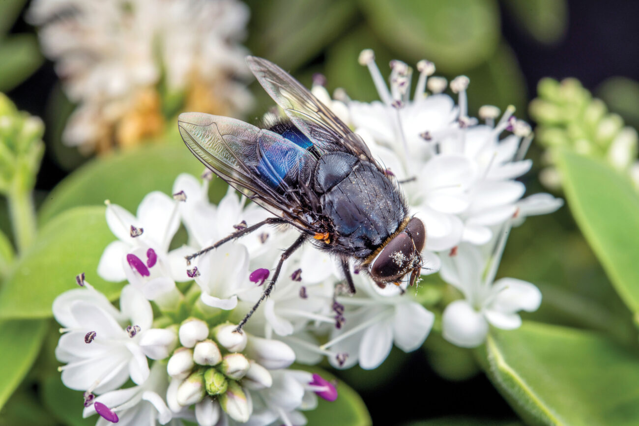 The birds and the bees | New Zealand Geographic