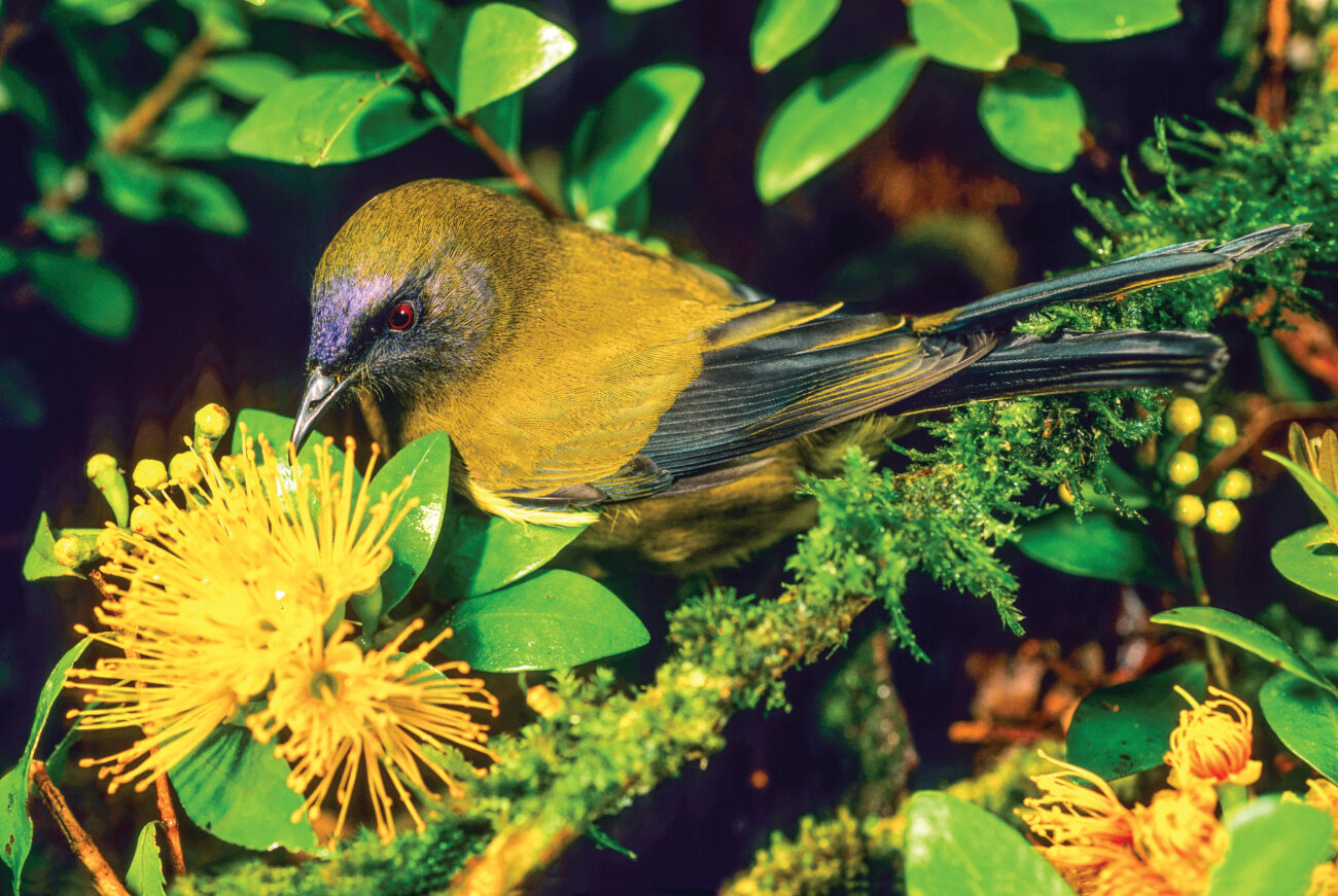 The birds and the bees | New Zealand Geographic