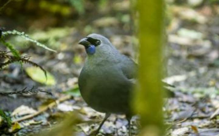 Pukaha National Wildlife Centre restoring forests | New Zealand Geographic
