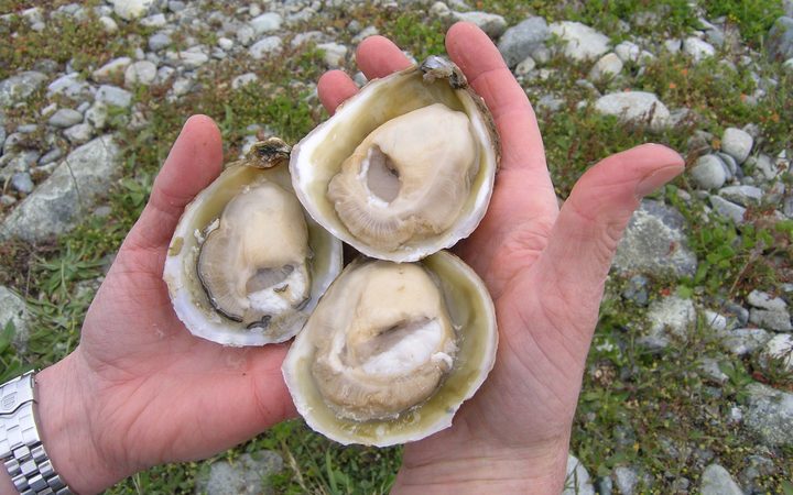 Oyster parasite bonamia ostreae discovered in Foveaux Strait | New ...