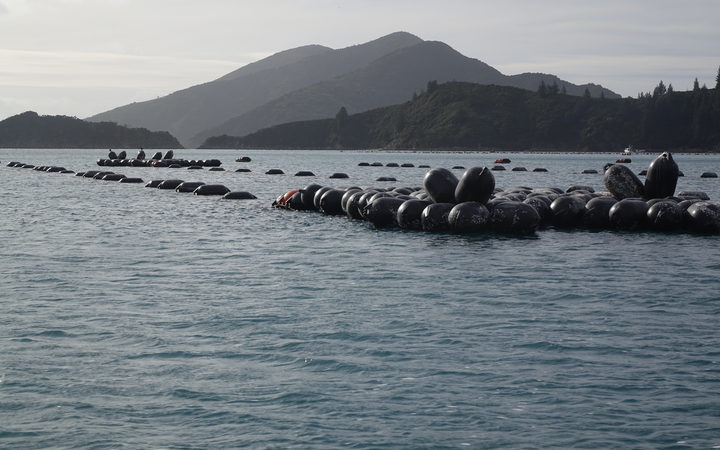 New floats for mussel farms to be trialled | New Zealand Geographic