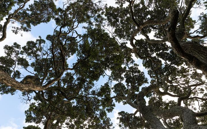 Mt Eden pōhutukawa tree at risk after Auckland Council mistake | New ...
