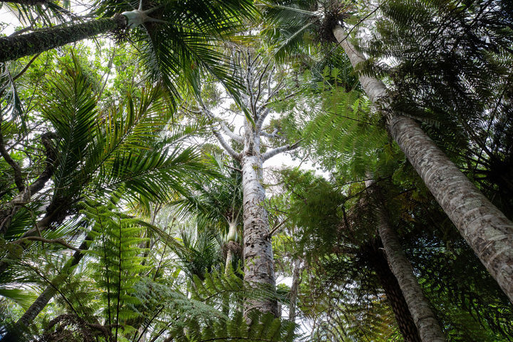 Alison Ballance retrospective 5: kauri dieback disease | New Zealand ...