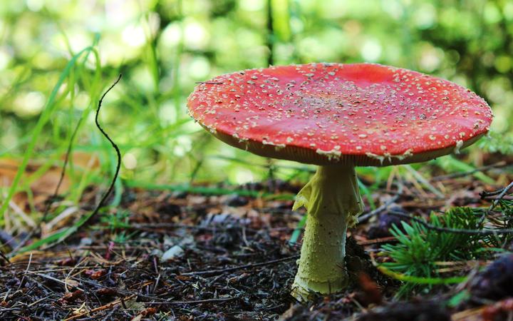 Better names needed to identify rich diversity of fungi - study | New ...