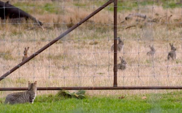 A rabbit plague on Te Waipounamu | New Zealand Geographic