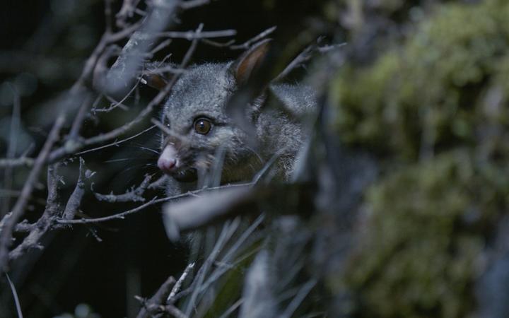 Peter Young: Fight for the Wild – Aotearoa vs predators | New Zealand ...