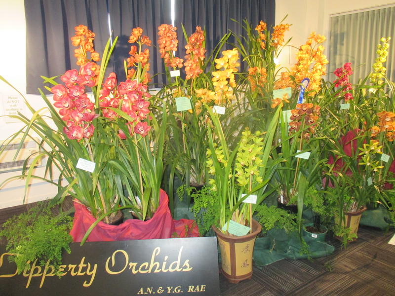 Breeding prize orchids: Allan Rae | New Zealand Geographic