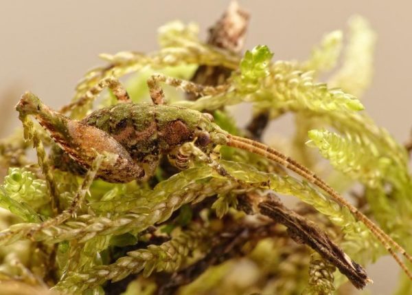 Critter of the Week Moss Wētā | New Zealand Geographic